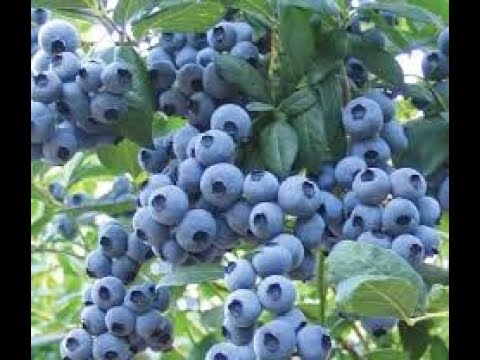 MINHAS MUDAS DE MIRTILO (BLUEBERRY) PRODUZINDO - YouTube