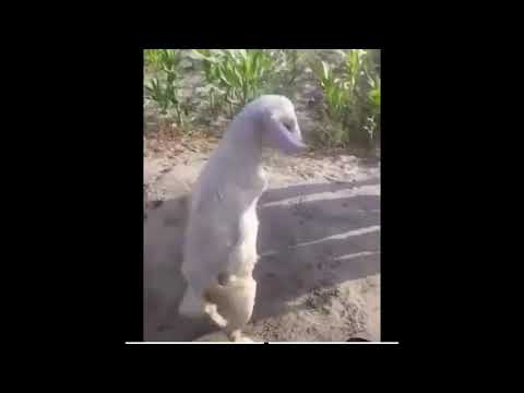 Kafasını 360 Derece Döndürebilen Keçi 😱😨