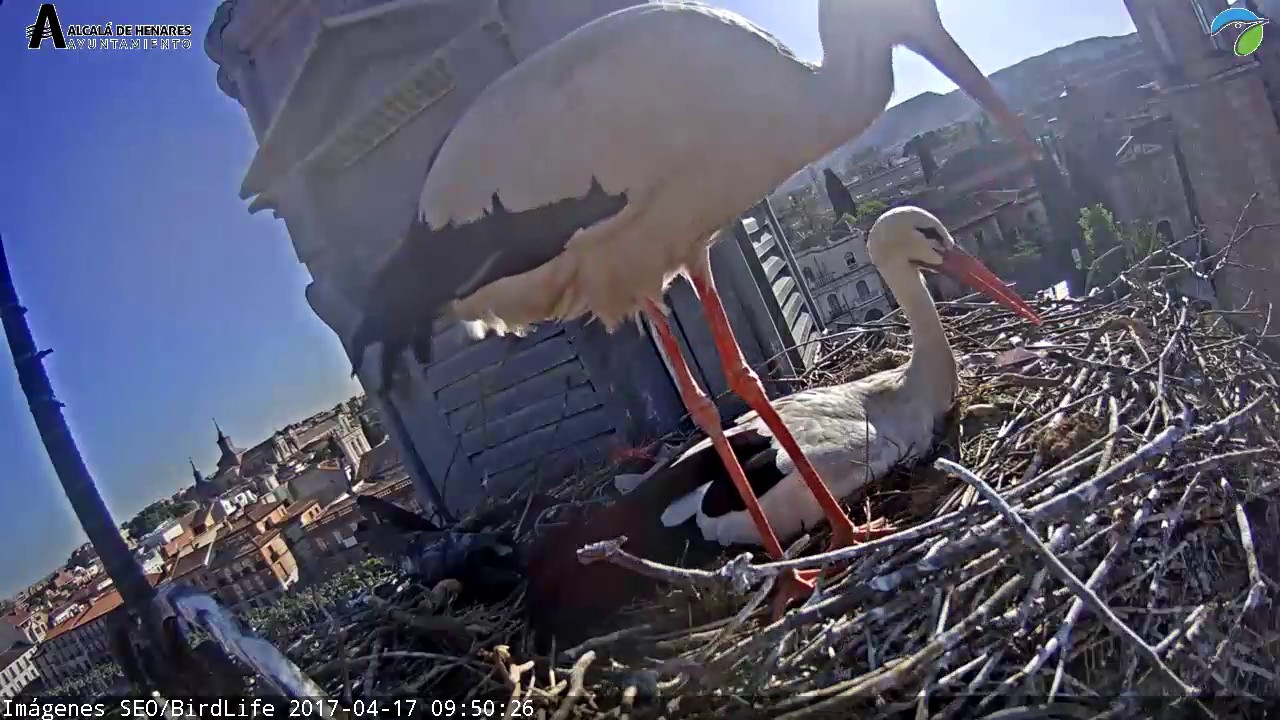 Acicalando el nido a la espera de 🐣 - YouTube