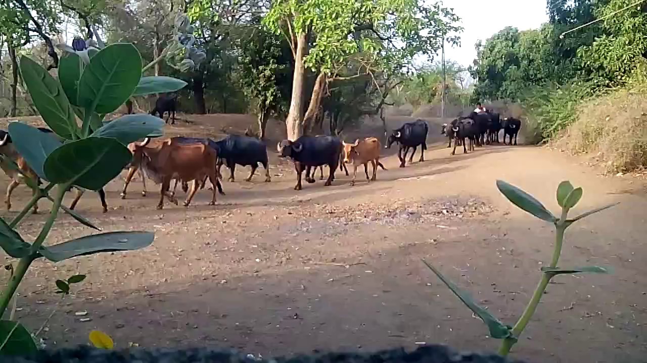 gir nes VID 20150513 071113 gir nes - YouTube