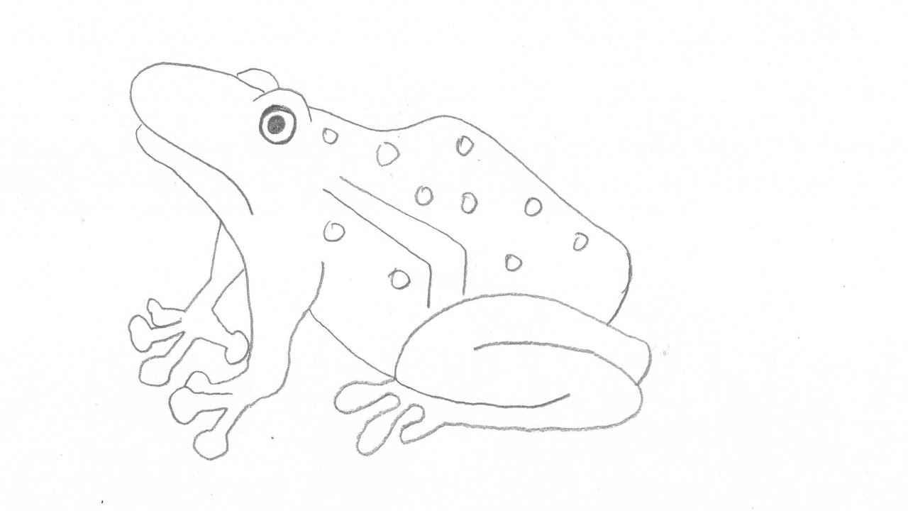 Cómo dibujar una rana fácil y simple 👍/ How to draw an easy and simple ...