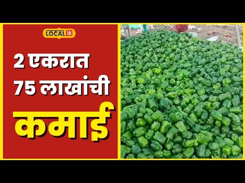 Shimla Mirch Farming दुष्काळी भागातील शेतकऱ्याची कमाल, 2 एकरात मिळवलं 75 लाखांचं उत्पन्न #local18