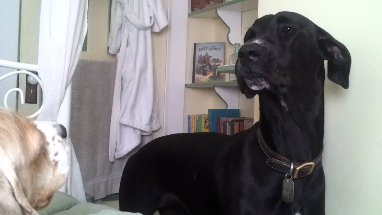 Great dane argument with a cocker spaniel - YouTube