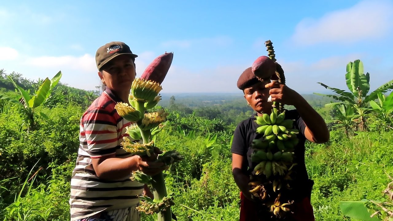PISANG LIAR YANG ADA DI ATAS BUKIT|| PETUALANGAN - YouTube