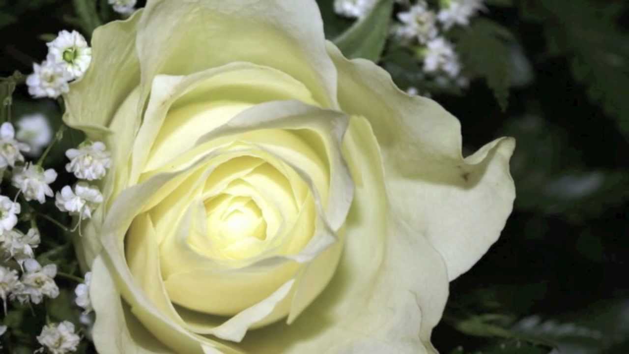 kasawari-rahsia sebalik rahsia (ros putih&kuning) - YouTube