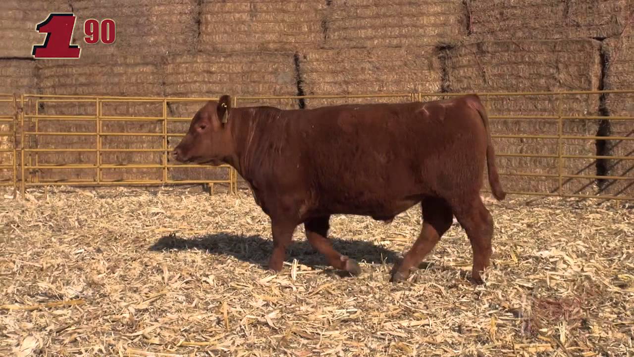 Beckton Red Angus 2014 Sale Lot 090 - YouTube
