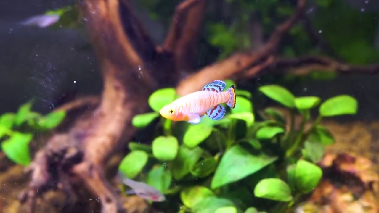 KILLI FISH Blue Luxury Killifish Aquarium Killi Rachovii - YouTube