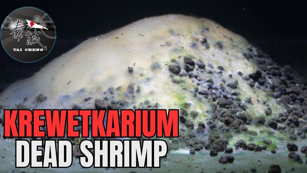 DEAD SHRIMP POWDER - MAGICZNY PROSZEK DO KREWETKARIUM - YouTube