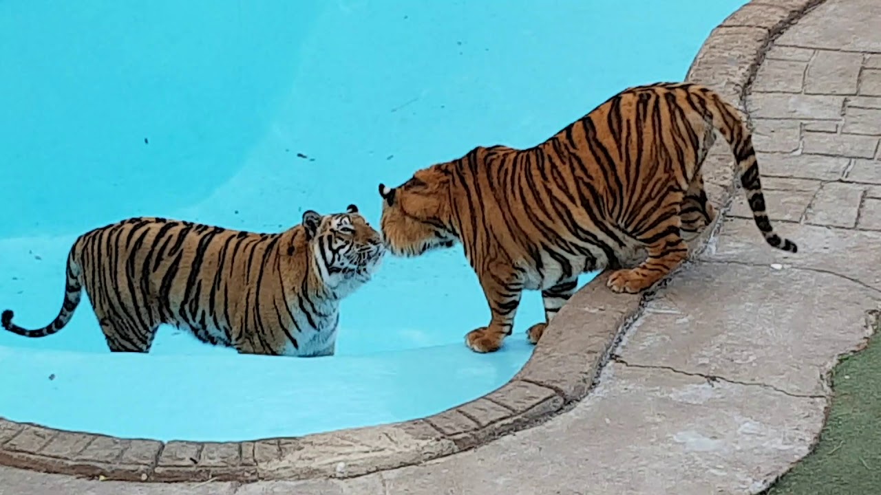 Tigers in a newly fixed empty pool ! - YouTube