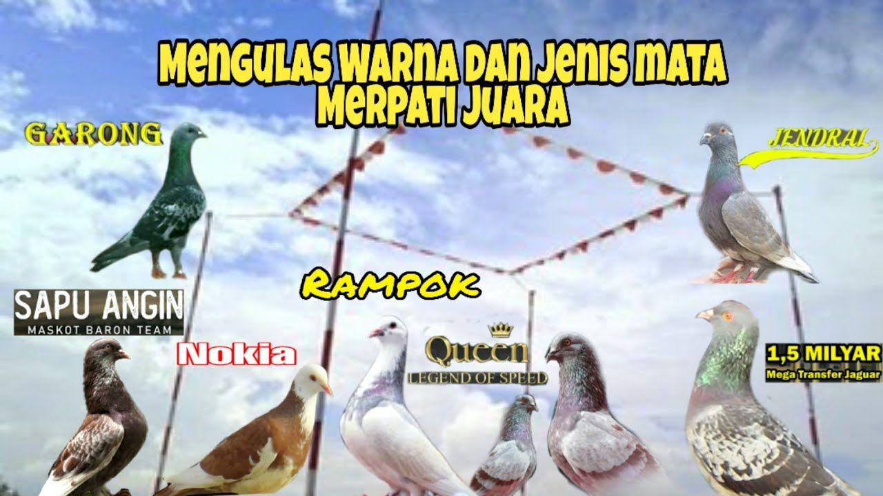 Mengulas Warna dan jenis Mata Merpati Juara, Misteri Merpati Blantong ...