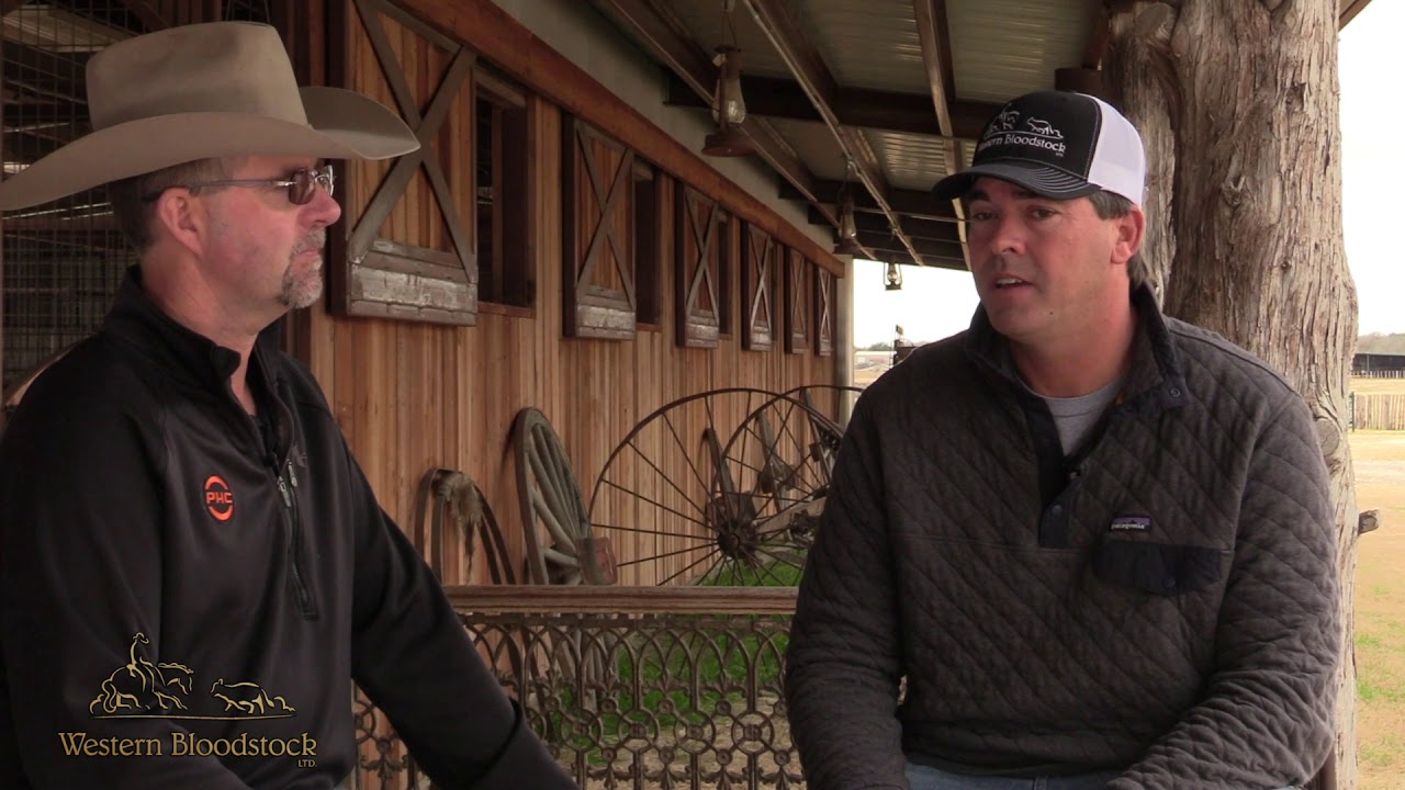 Western Bloodstock NCHA Futurity Sales Wrap Up With Jeremy Barwick ...