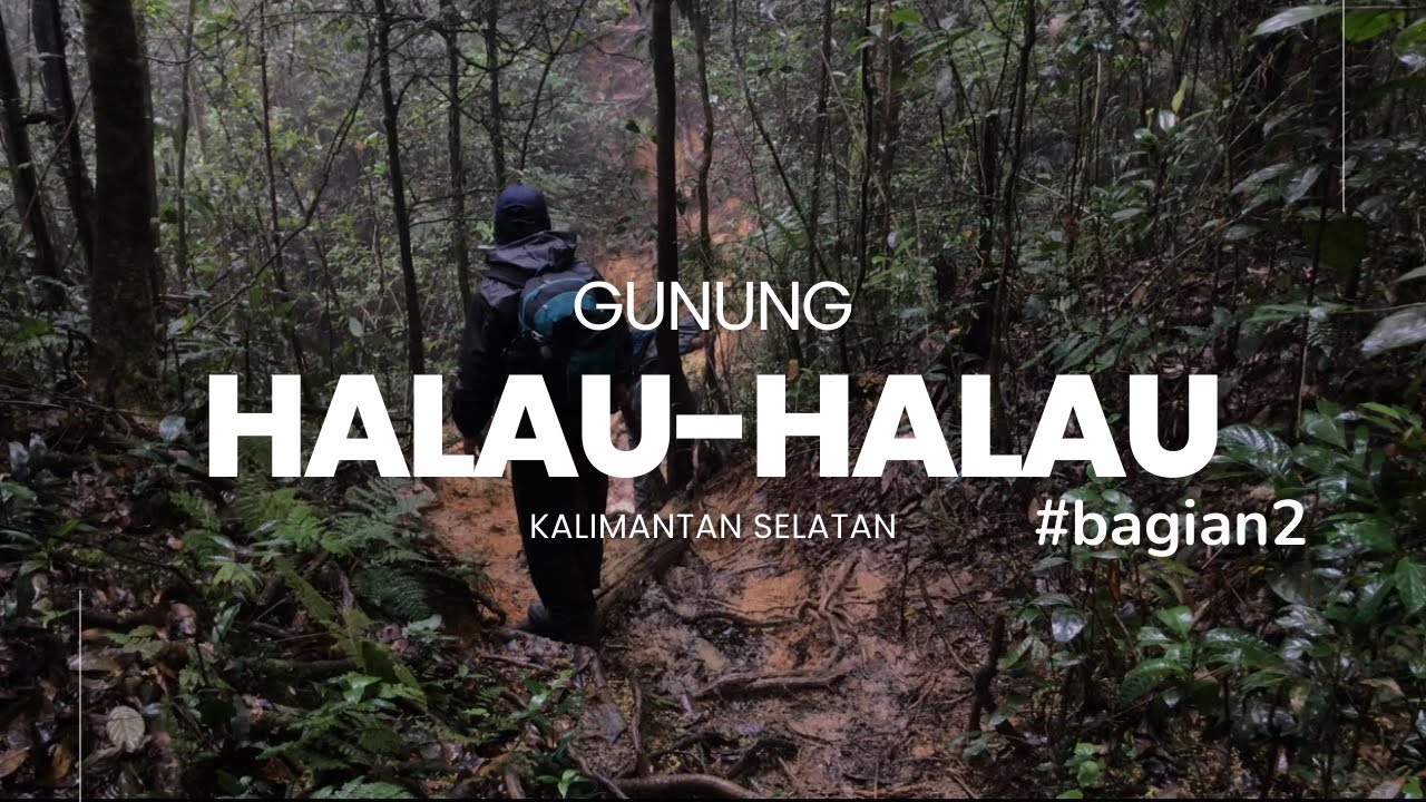 Pendakian yang penuh emosi : MT halau halau kalimantan selatan #2 - YouTube