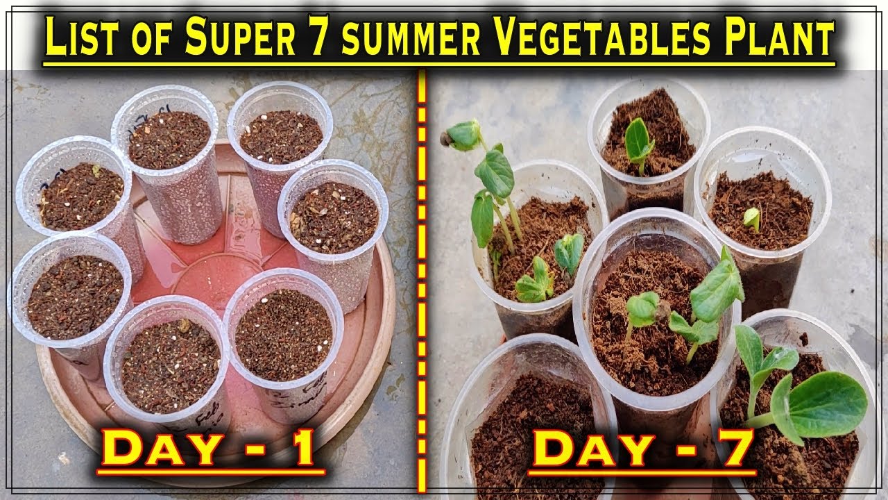 Vegetables To Grow In Summer Season ( Summer Season Gardening) - YouTube