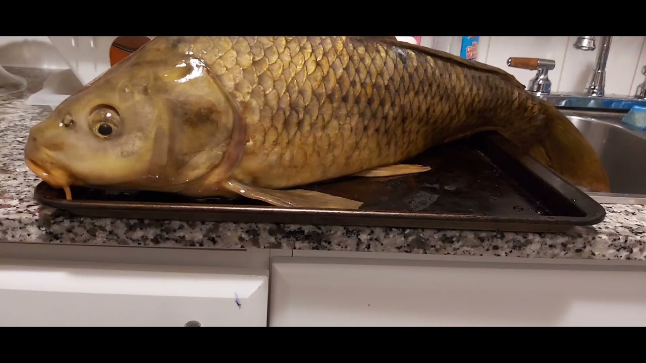 A friend gave this fish||Giant Carp||holy carp #short - YouTube