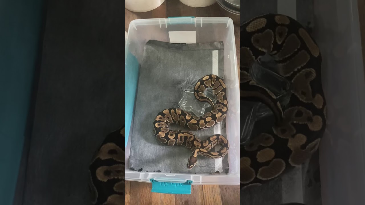 Feeding adult ball python - YouTube