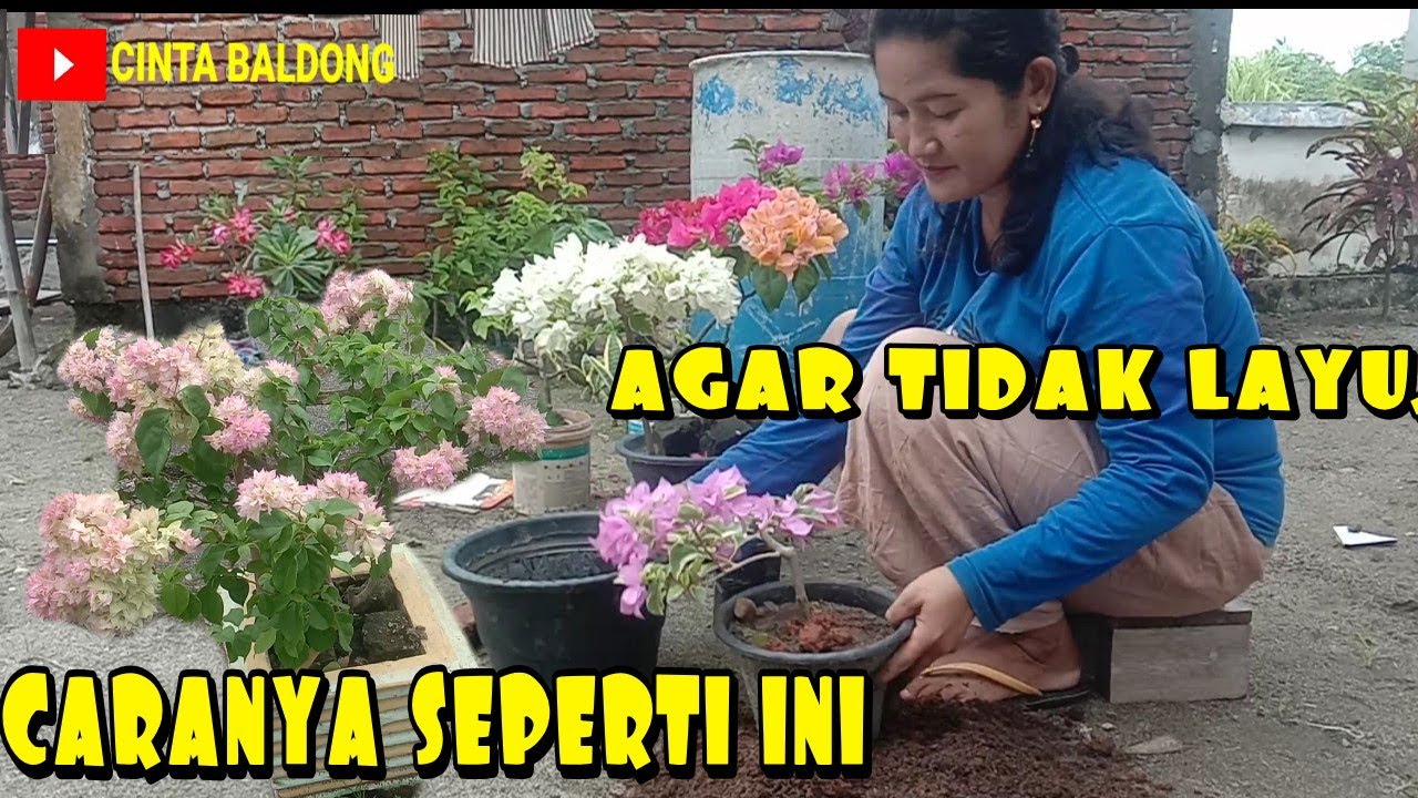 Cara Memindahkan Bunga Kertas/Bougenville Dari Pot Kecil Ke Pot Besar ...