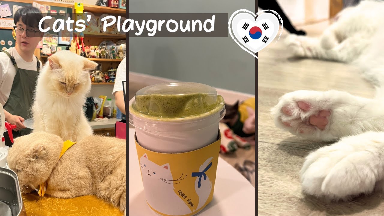 VISITING CAT CAFE - CATS' PLAYGROUND - MYEONGDONG, SEOUL, SOUTH KOREA ...