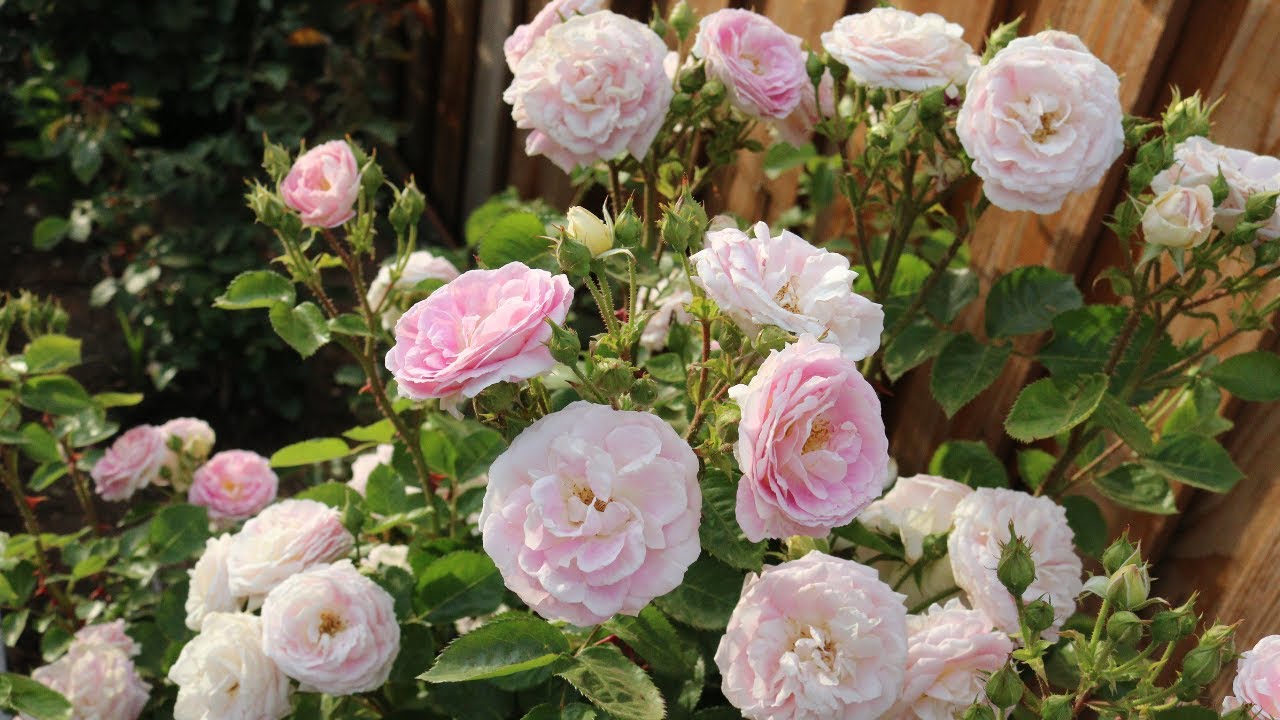 Arctic Blue Rose 2nd Year Spring Flush - YouTube