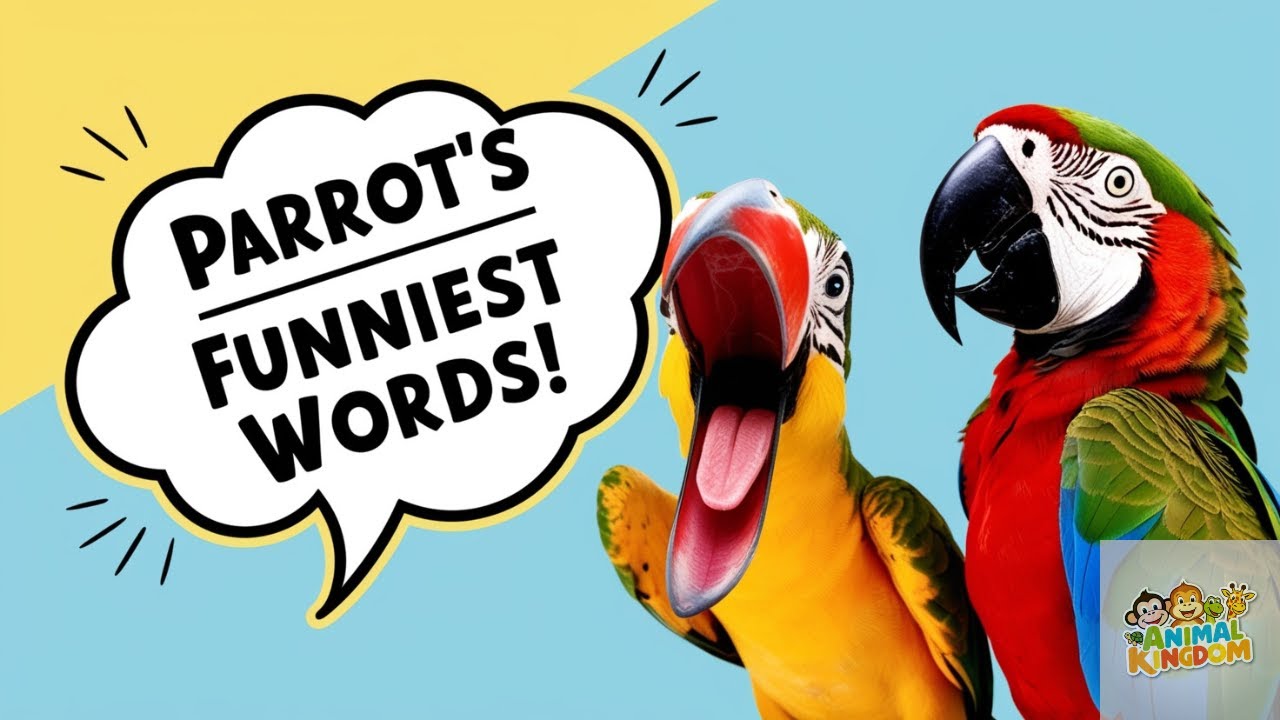 Hilarious Parrot Moments: Laugh Out Loud with Our Feathered Friend 🐰💝 ...