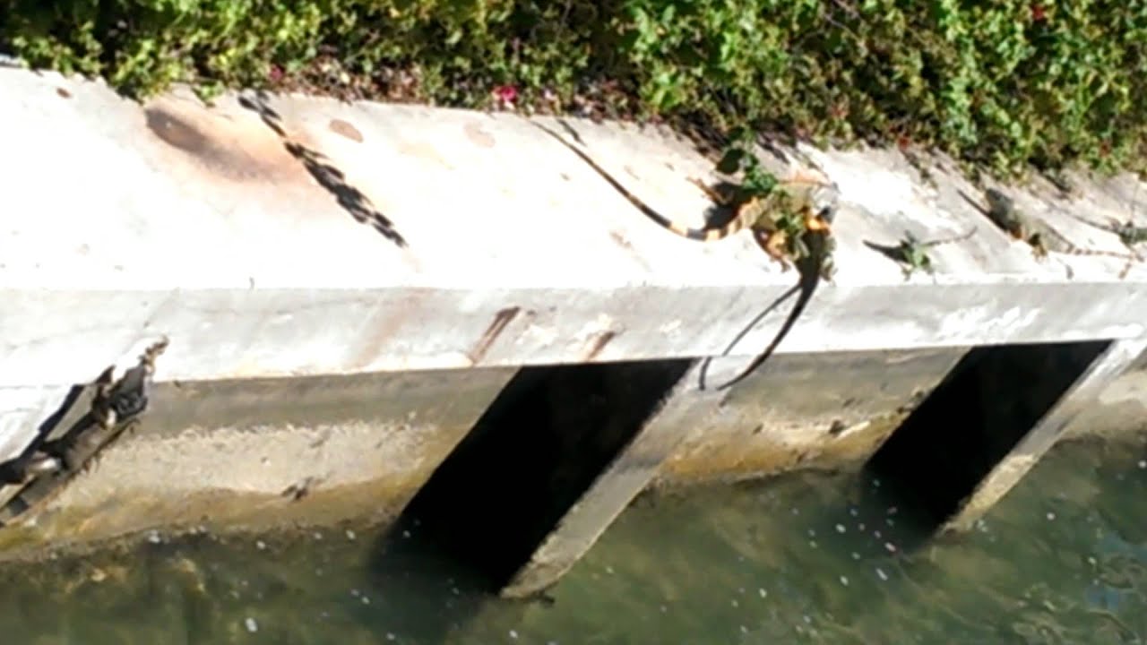 Lizards cliff jumping, rock climbing and getting frisky - YouTube