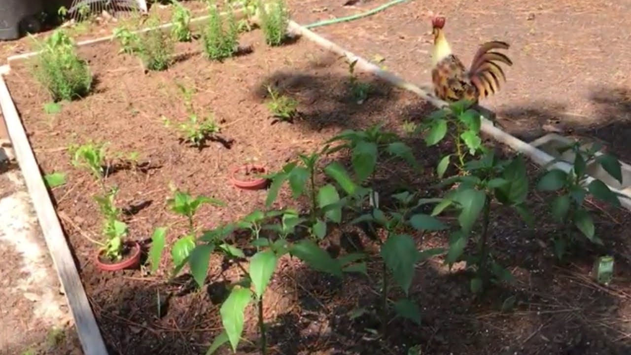 Garden Chat Beautiful outside today - YouTube