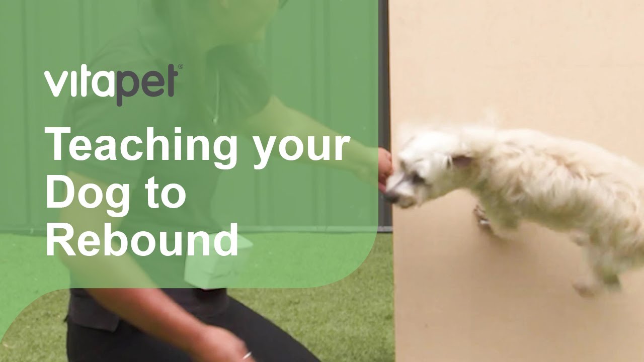 How to Teach your Dog to Rebound - YouTube