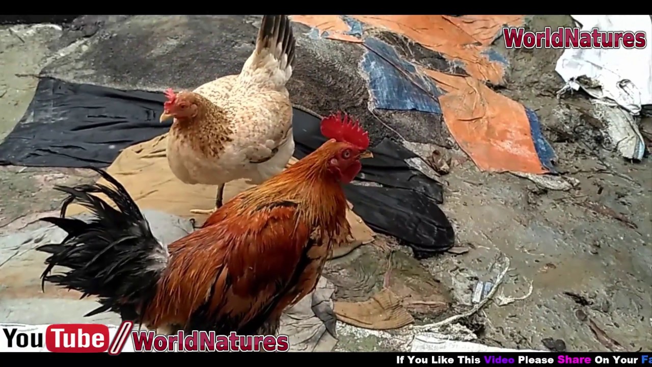 Rooster Crowing In The Morning Time || Rooster Crowing Sounds Effect ...