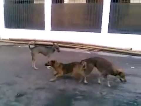 PEMERKOSAAN SADIS DI JALAN RAYA - YouTube