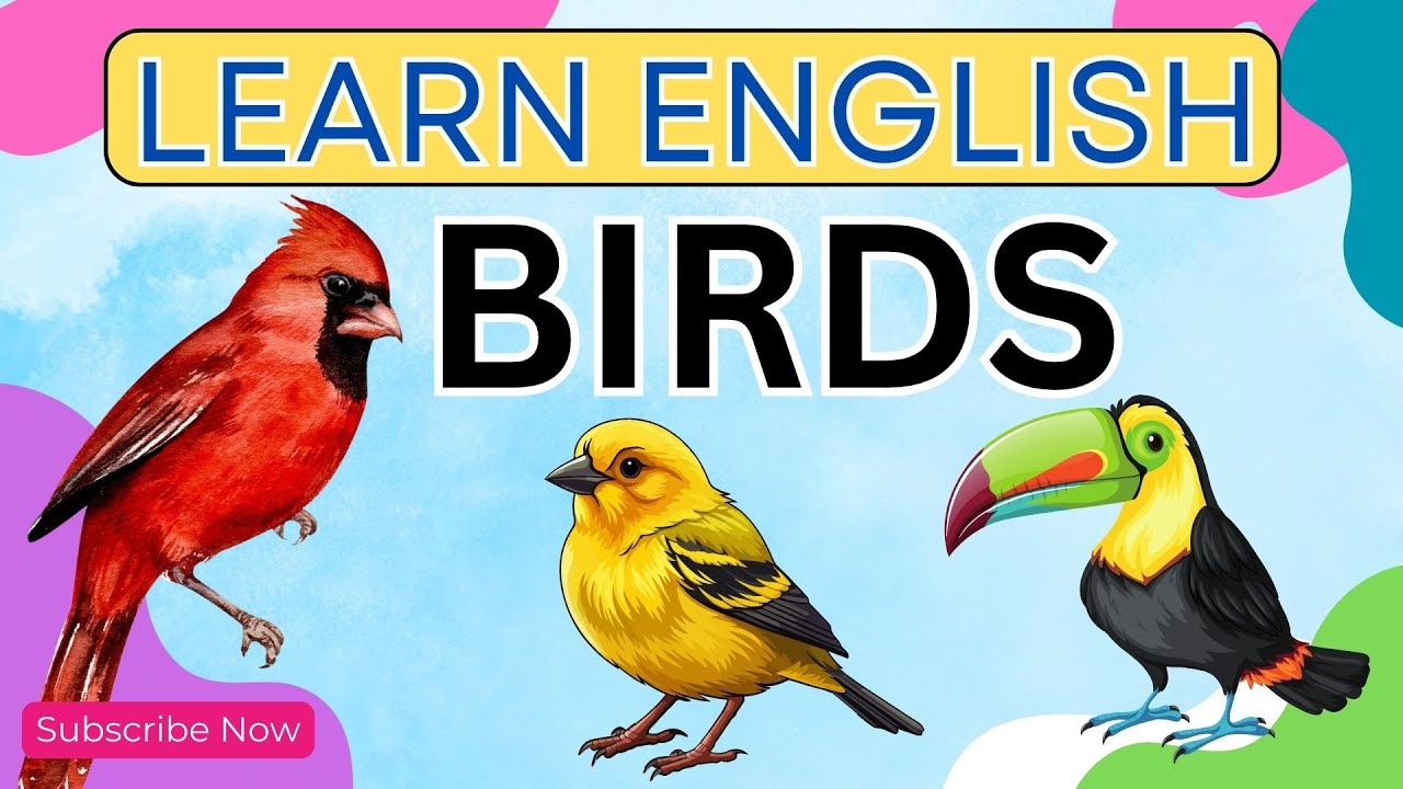 BIRDS Vocabulary ll 50 BIRDS names In English With Pictures /# ...