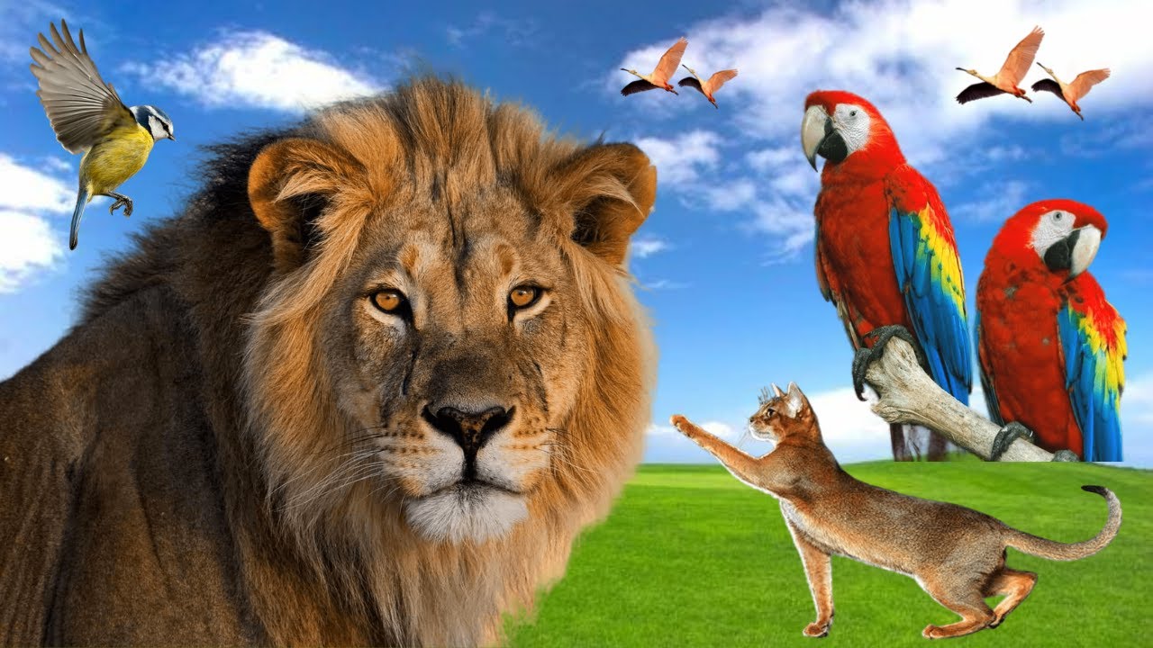 THE BEST ANIMAL SOUNDS AROUND US: monkey, sheep, frog, elephant, tiger ...