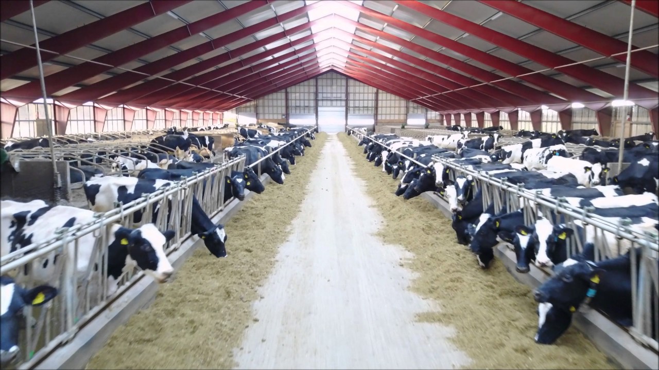 Bækgård, A Danish dairy farm on a cold vinterday - YouTube