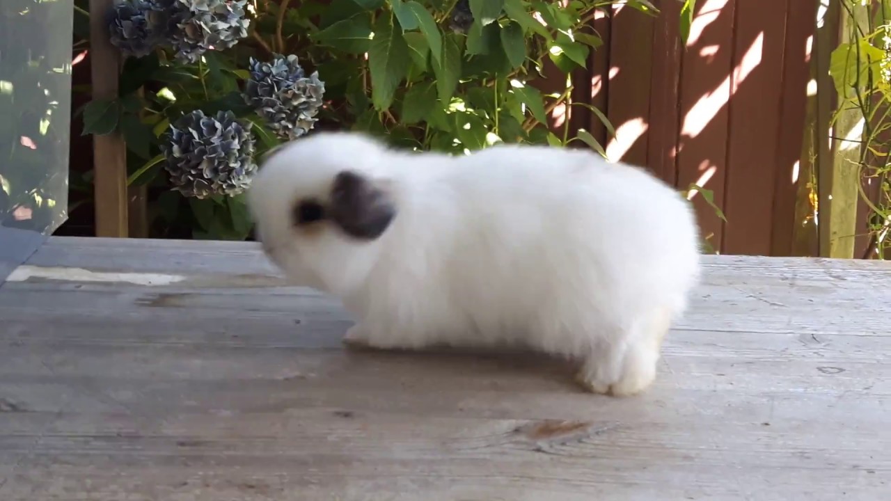 Tri Holland Lop Doe 4.5 weeks old - YouTube