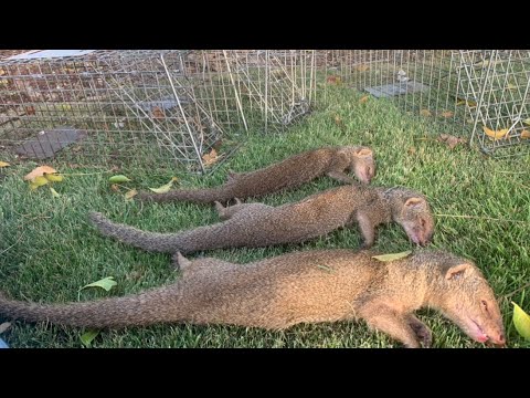 Ferocious Mongooses | Mongoose Trapping | Episode 5 #wildlife #rabies # ...
