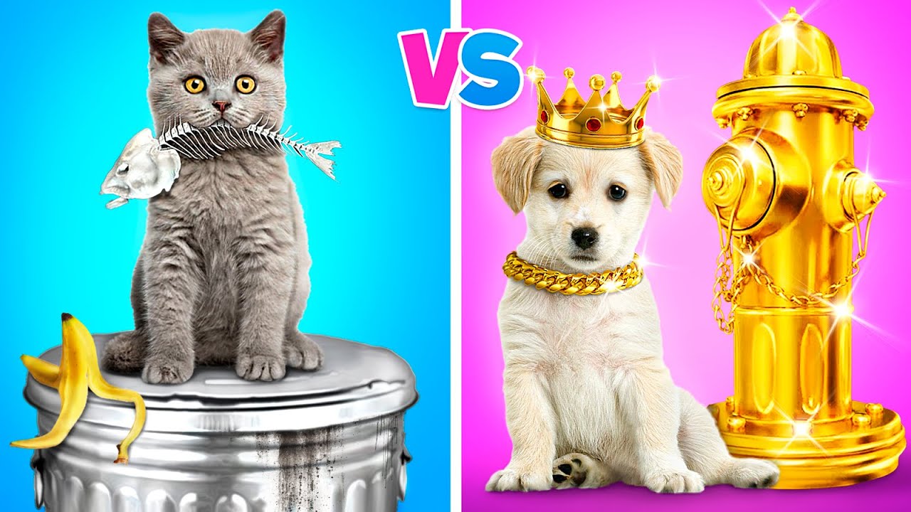 Rich Dog VS Poor Cat | My Dog Runs a Squid Game - YouTube