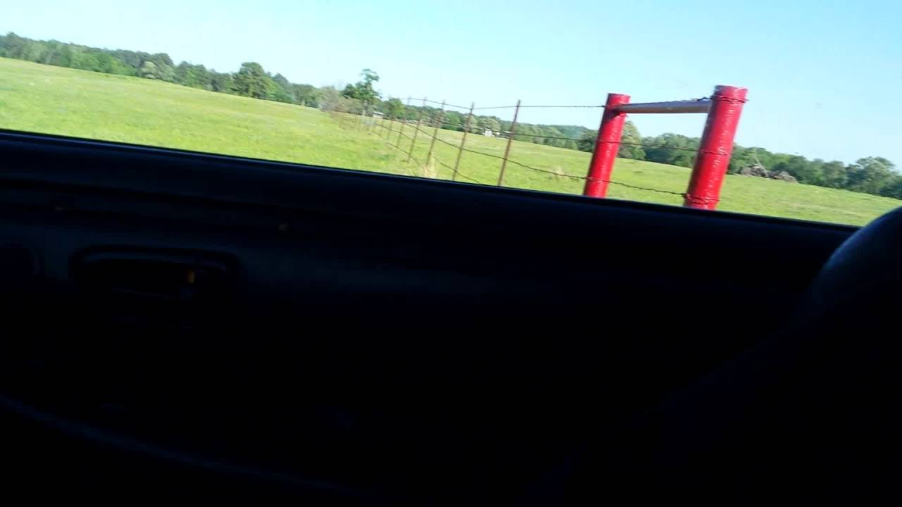 Cow traffic jam - YouTube