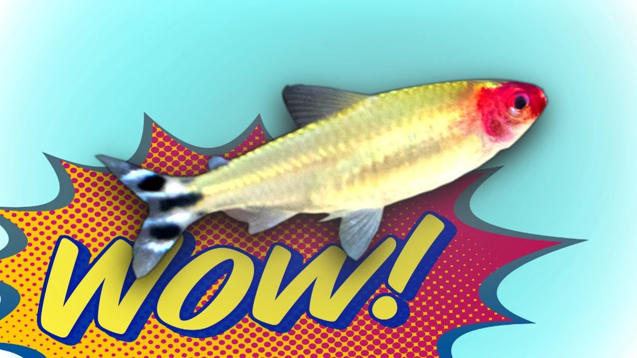 Best schooling aquarium fish added! 250 Rummy Nose Tetras! - YouTube