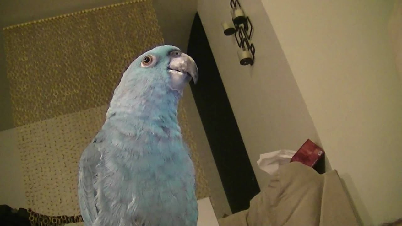 Blue Mutation Yellow Nape Amazon (Azrag) 2 امازون يلوناب ازرق نادر ...