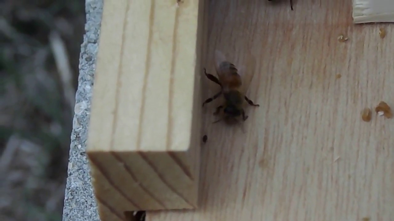 What happens when ants invade a Bee Hive - YouTube