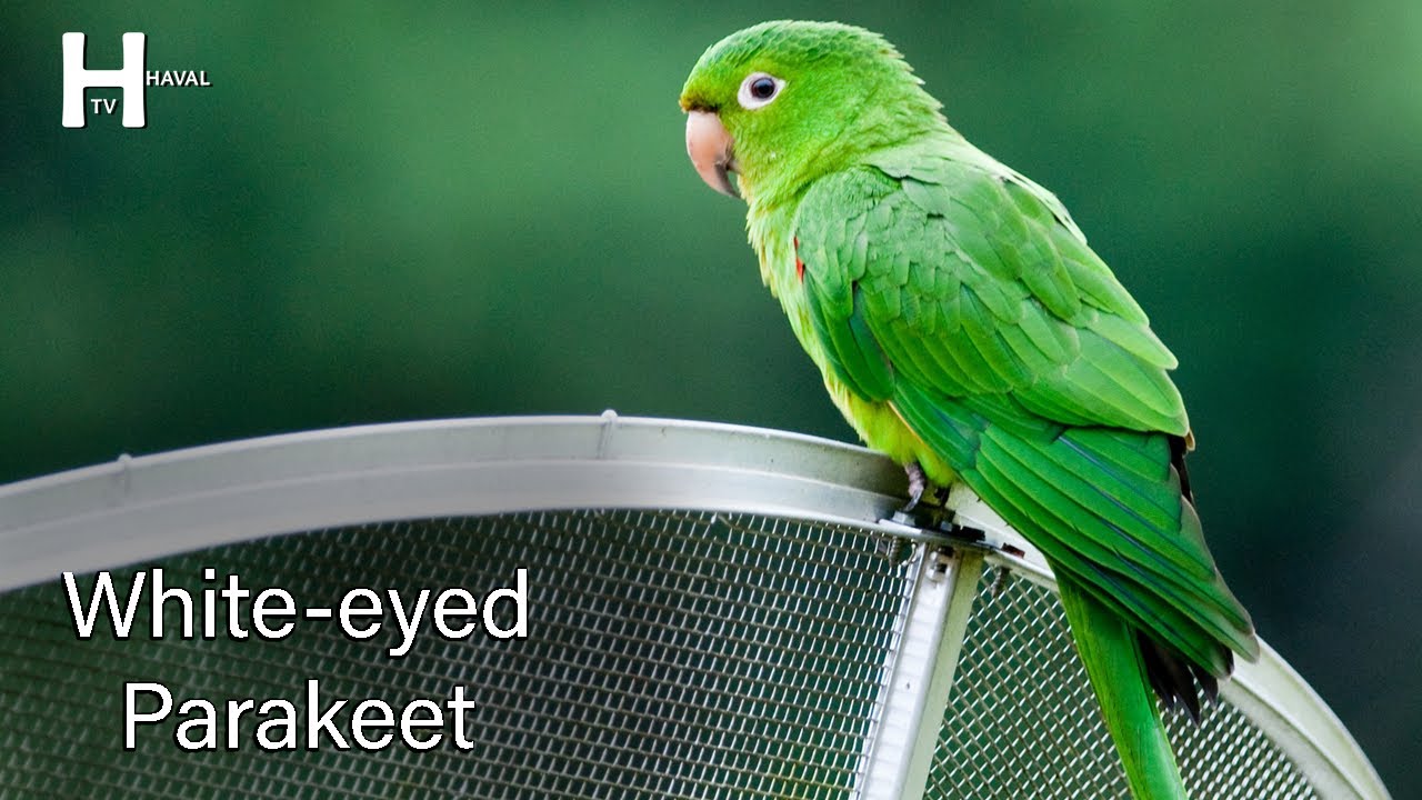 White eyed Parakeet Bird Sounds - YouTube