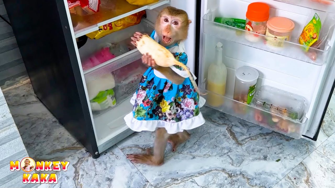 Monkey Kaka searched the refrigerator to get radishes for Monkey Mit ...