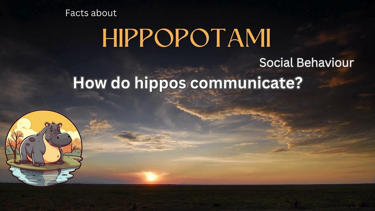 Hippo Fact 23 - How do hippos communicate? - YouTube