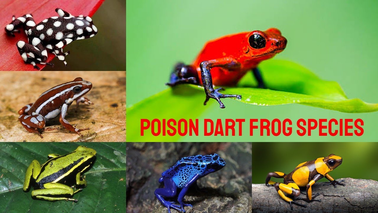 All Poison Frog species / complete list of poison frogs / poison dart ...