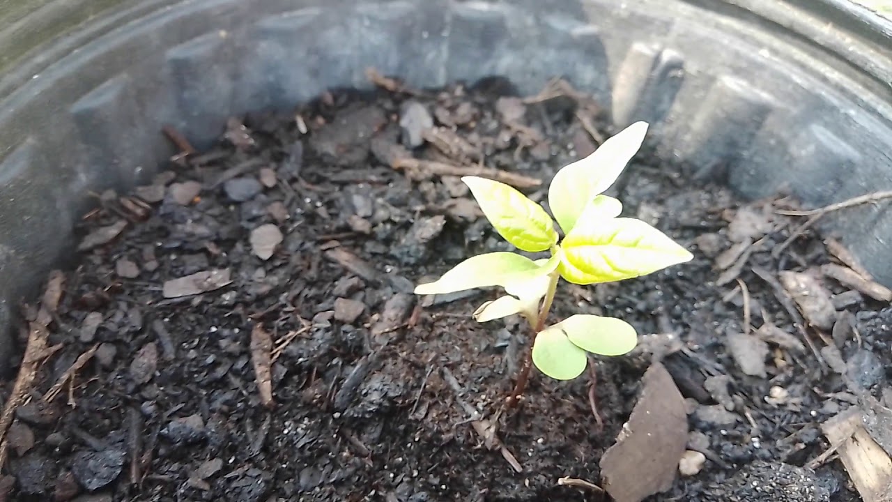 Catalpa Seedlings - YouTube