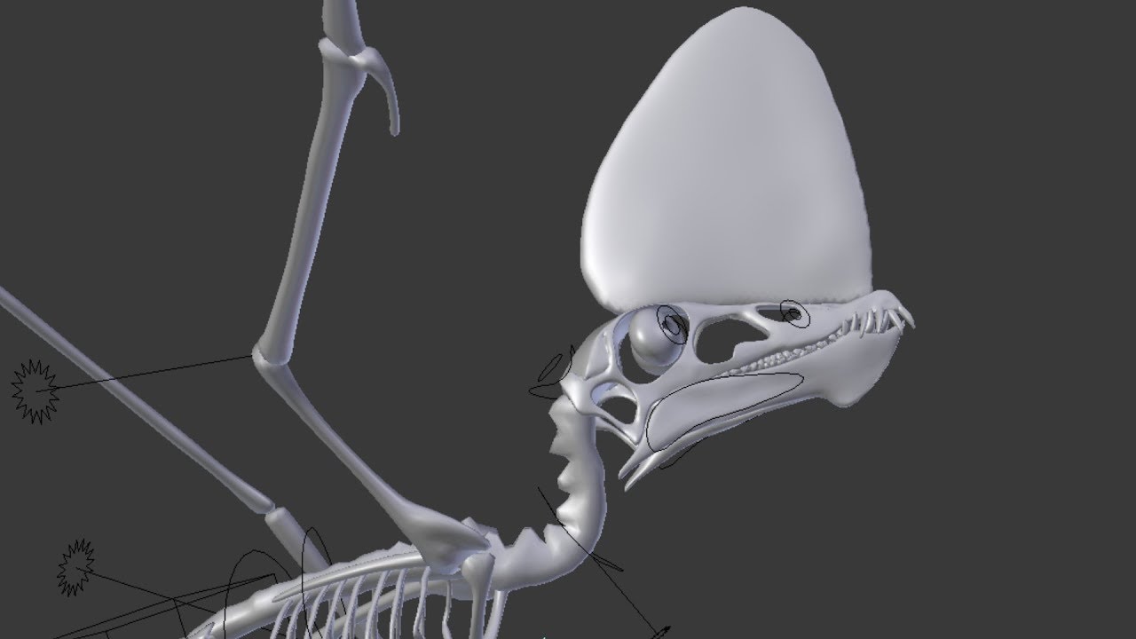 Raeticodactylus/Caviramus Blender rig (skeleton only) - YouTube