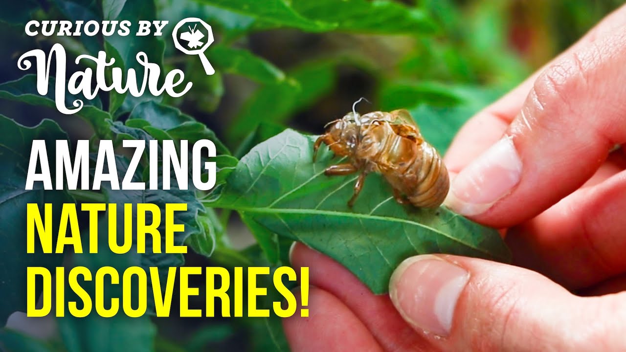 Nature Walk for Kids (Exploring Signs of Wildlife) - YouTube