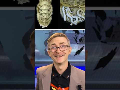 This Deep Sea Mollusk Has an Iron Tongue, a Butt Worm... and a Shocking Secret!