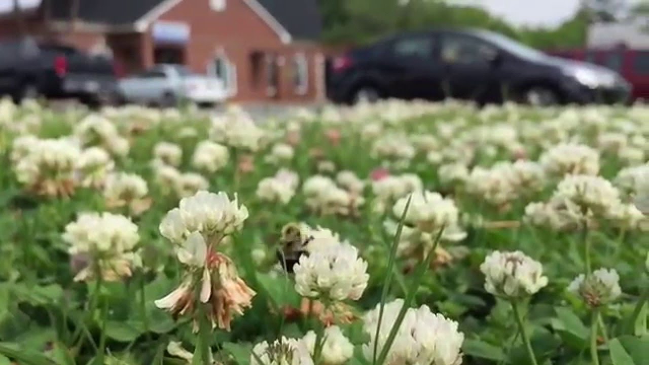Bees Buzzing in Clover - Slow Motion - YouTube