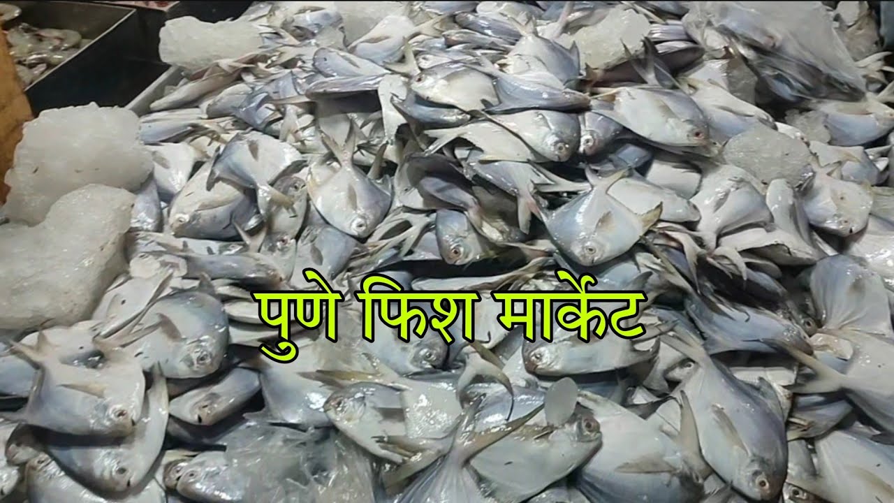 Pune fish 🐠 market |2023#ghasevlog #fish #fishing #pune - YouTube