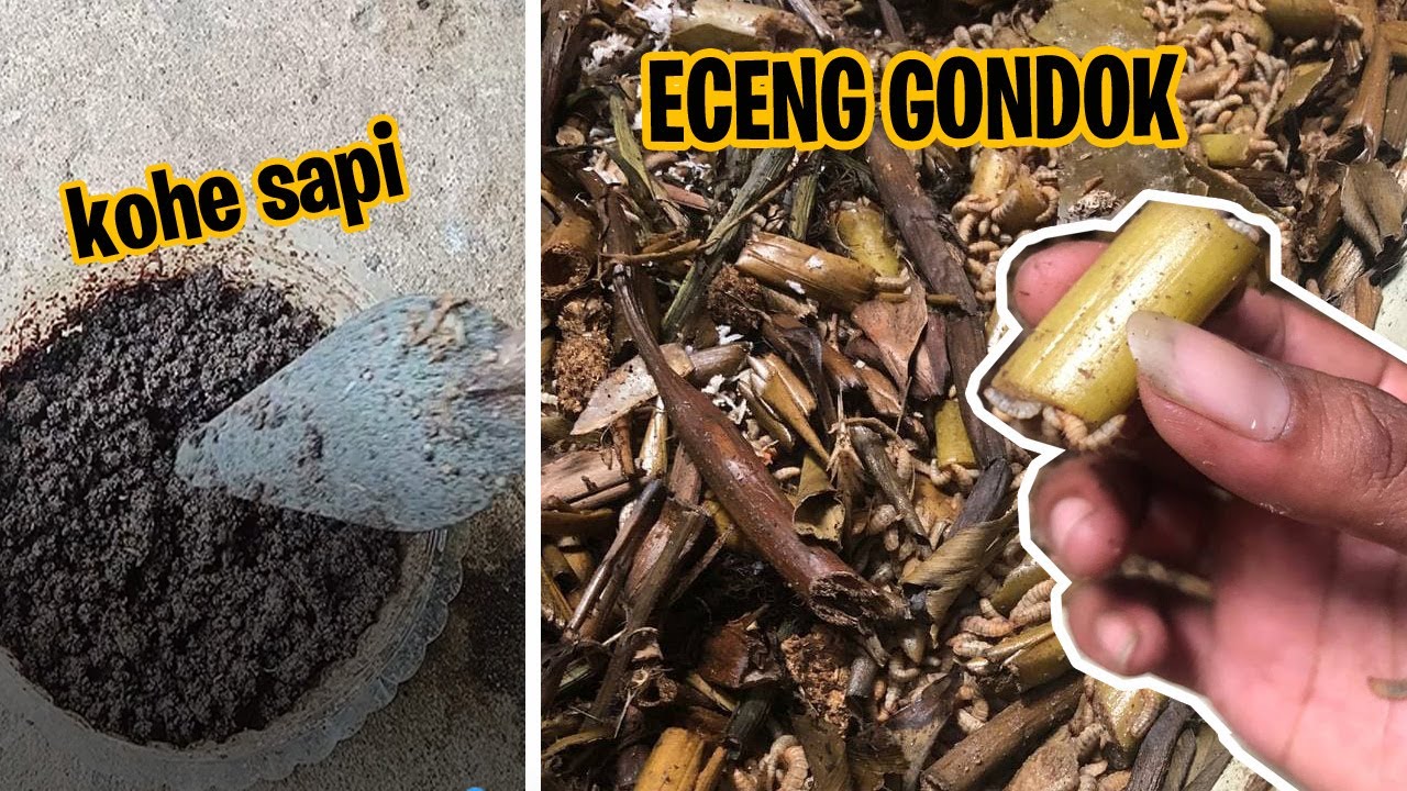 Eceng Gondok Untuk Pakan Maggot- Hasil Kohe Sapi Pakan BSF - YouTube