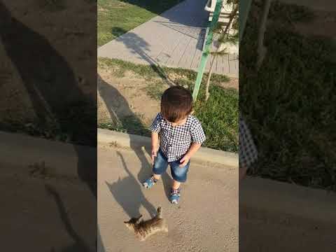 Mustafanin dostu mestan pişiy..